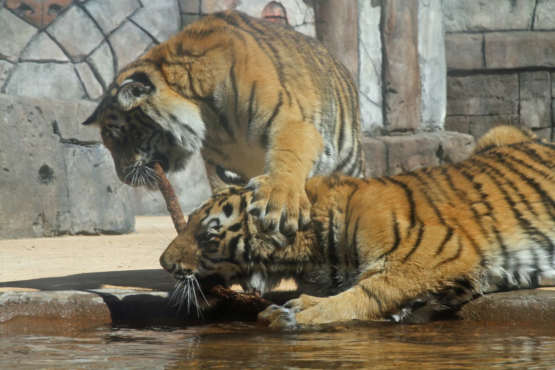 The many faces of Six Flags Discovery Kingdom's Animal Family - Visit ...