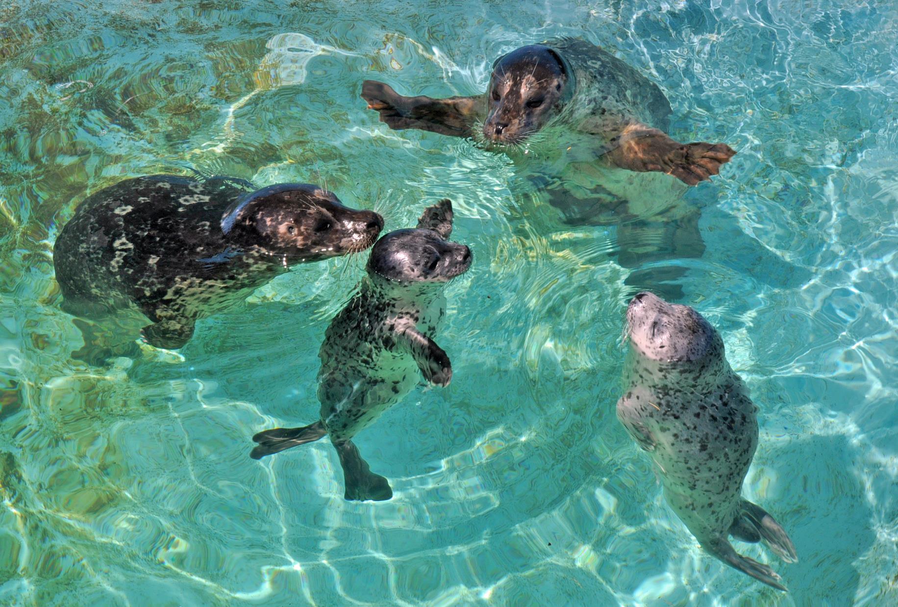 The many faces of Six Flags Discovery Kingdom's Animal Family - Visit ...