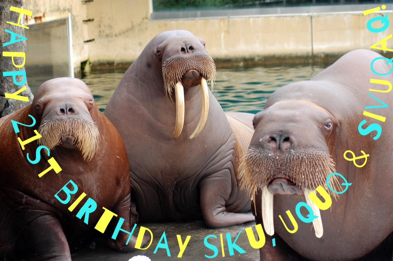 The many faces of Six Flags Discovery Kingdom's Animal Family - Visit ...